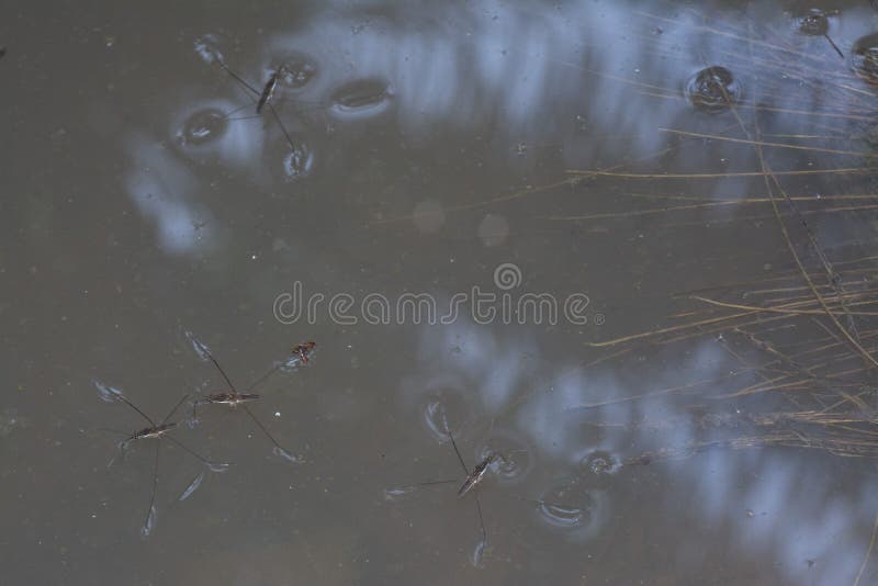 Abstract Shot of the Waterstrider Insect Floating on the Surface of the ...