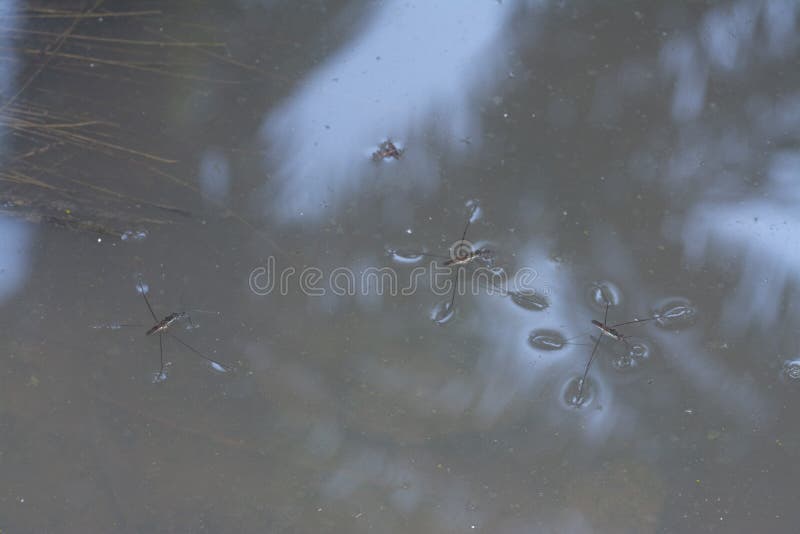 Abstract Shot of the Waterstrider Insect Floating on the Surface of the ...