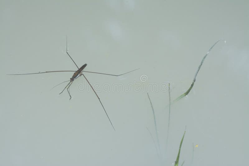 Abstract Shot of the Waterstrider Insect Floating on the Surface of the ...