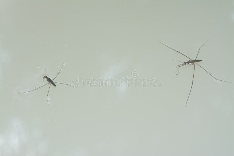 Abstract Shot of the Waterstrider Insect Floating on the Surface of the ...