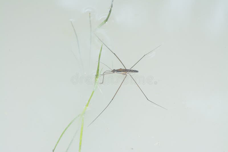 Abstract Shot of the Waterstrider Insect Floating on the Surface of the ...