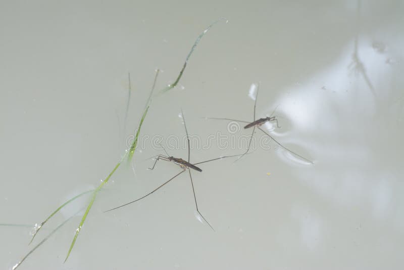 Abstract Shot of the Waterstrider Insect Floating on the Surface of the ...