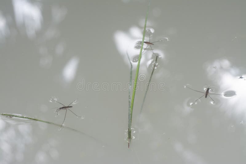 Abstract Shot of the Waterstrider Insect Floating on the Surface of the ...