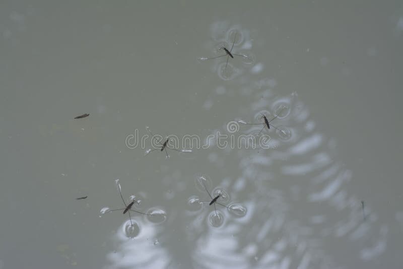 Abstract Shot of the Waterstrider Insect Floating on the Surface of the ...