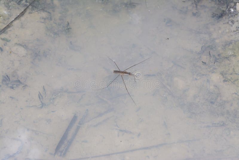 Abstract Shot of the Waterstrider Insect Floating on the Surface of the ...
