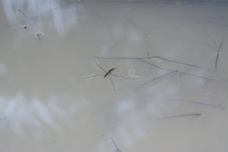 Abstract Shot of the Waterstrider Insect Floating on the Surface of the ...