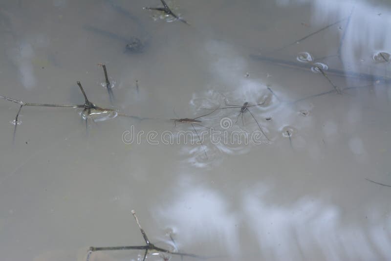 Abstract Shot of the Waterstrider Insect Floating on the Surface of the ...