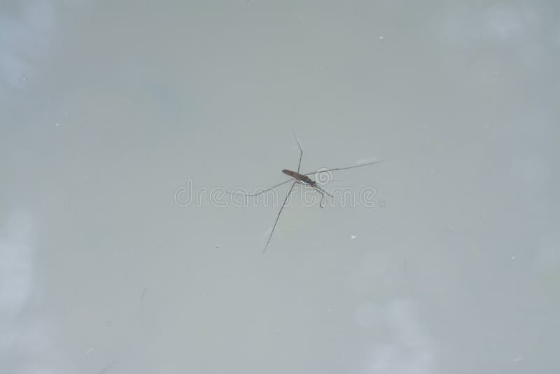Abstract Shot of the Waterstrider Insect Floating on the Surface of the ...