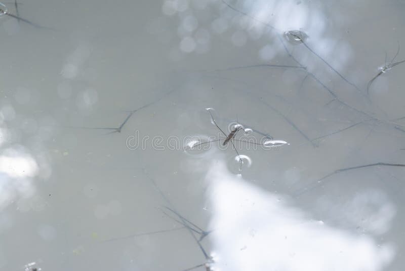 Abstract Shot of the Waterstrider Insect Floating on the Surface of the ...