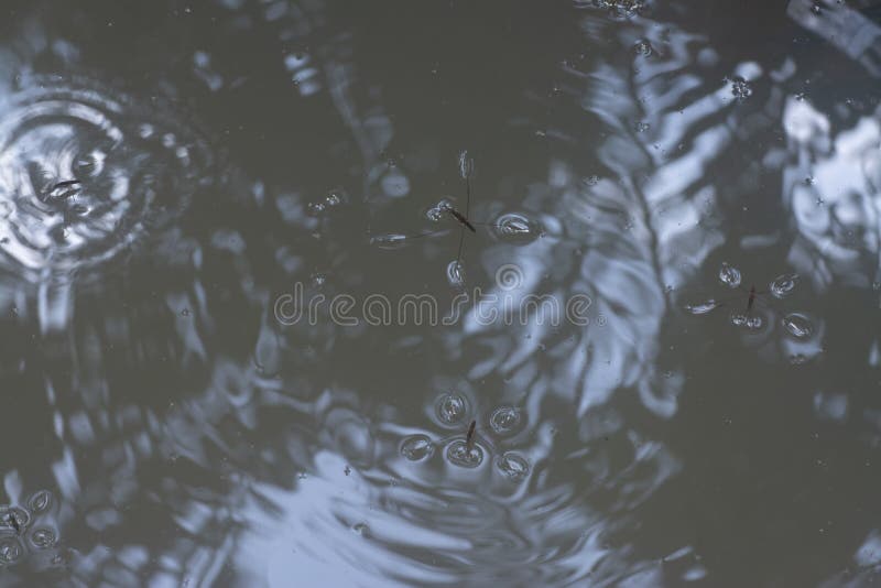 Abstract Shot of the Waterstrider Insect Floating on the Surface of the ...