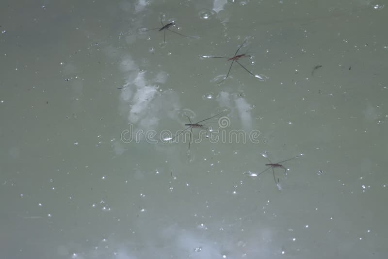 Abstract Shot of the Waterstrider Insect Floating on the Surface of the ...