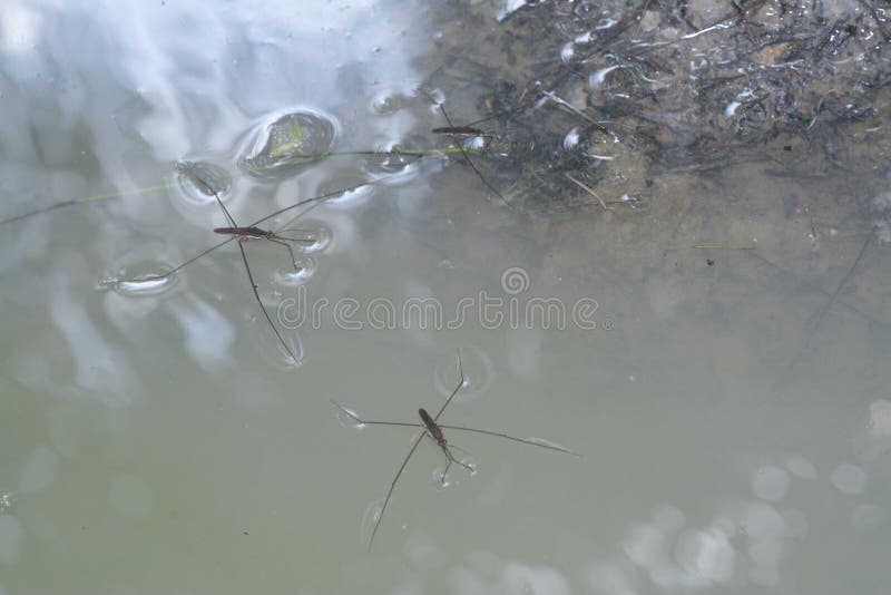 Abstract Shot of the Waterstrider Insect Floating on the Surface of the ...