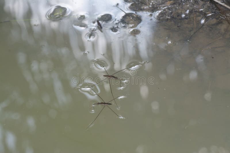 Abstract Shot of the Waterstrider Insect Floating on the Surface of the ...
