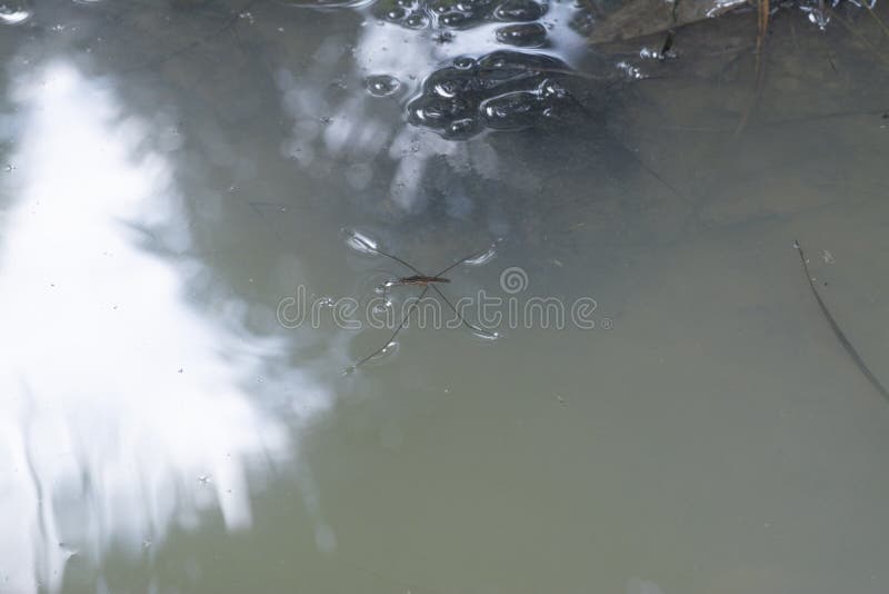 Abstract Shot of the Waterstrider Insect Floating on the Surface of the ...