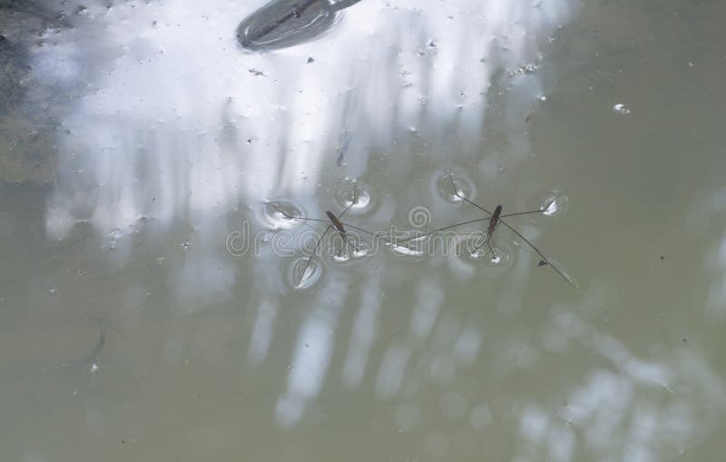 Abstract Shot of the Waterstrider Insect Floating on the Surface of the ...