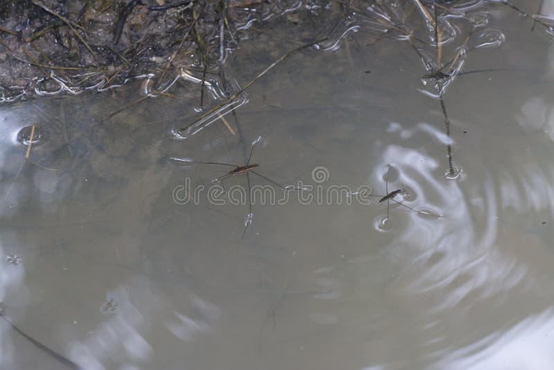 Abstract Shot of the Waterstrider Insect Floating on the Surface of the ...