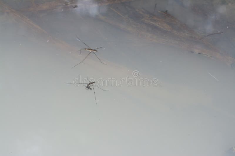 Abstract Shot of the Waterstrider Insect Floating on the Surface of the ...