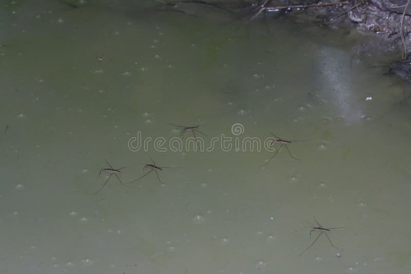 Abstract Shot of the Waterstrider Insect Floating on the Surface of the ...