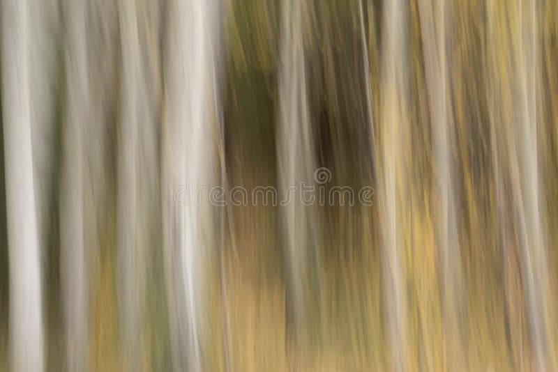 Abstract Image of Silver Birch Trees Using Intentional Camera Movement ...