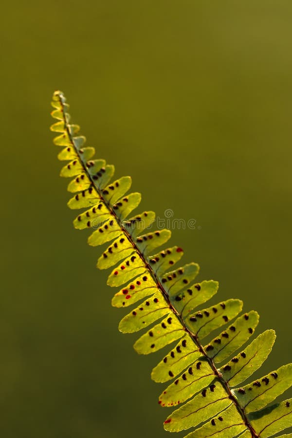 Single fern stock photo. Image of green, abstract, garden - 59038242
