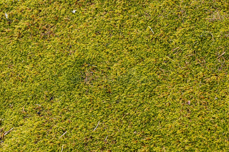 Thick Yellowish-Green Abstract Moss Texture Stock Image - Image of ...