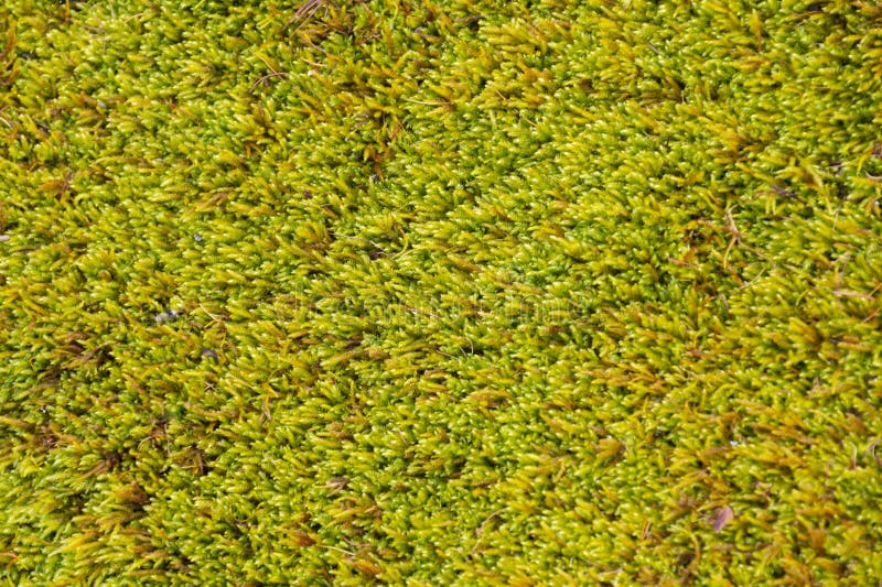 Greenish-Yellow Abstract Moss Texture Stock Photo - Image of natural ...