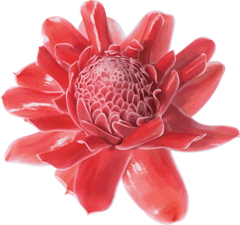Torch Ginger Drawing Stock Photos - Free & Royalty-Free Stock Photos ...