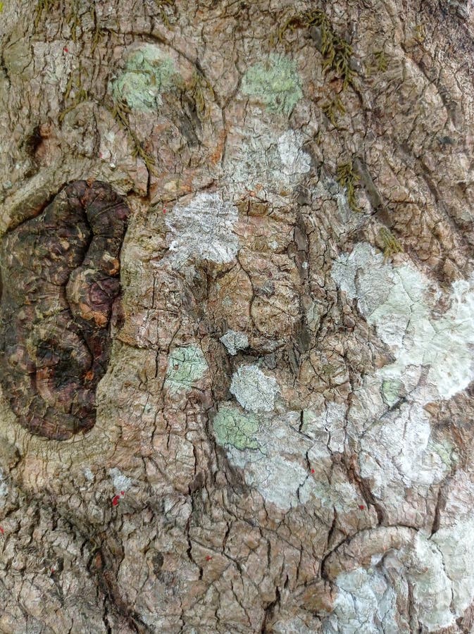 Tree Body Texture Abstract Image Stock Image - Image of material, grove ...