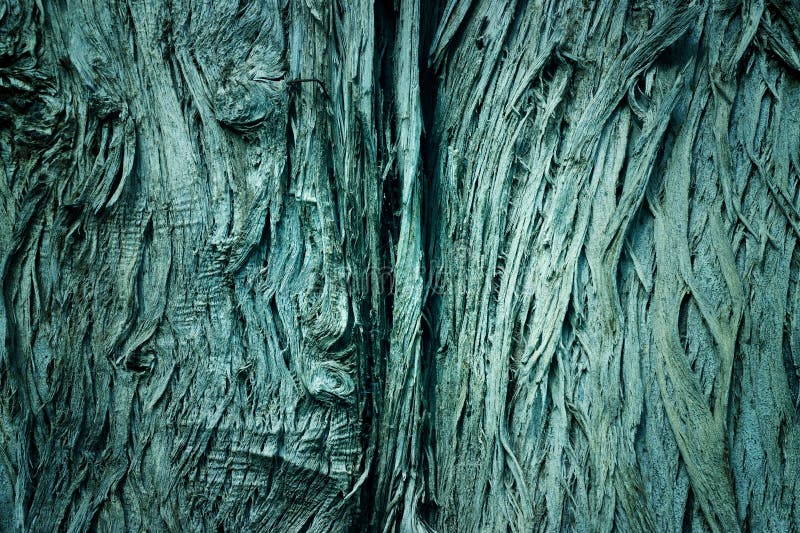 Abstract Image of Tree Detail. Textures and Pattern of Nature Stock ...