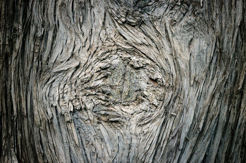 Abstract Image of Tree Detail. Textures and Pattern of Nature Stock ...