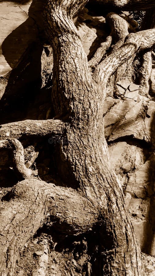 Abstract Image of a Tree Trunk on a Rock Stock Photo - Image of natural ...