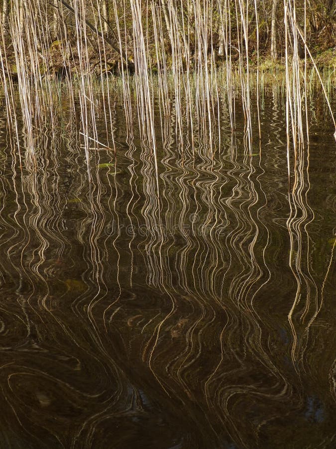 Abstract Image of Tree with Water Reflection Stock Image - Image of ...