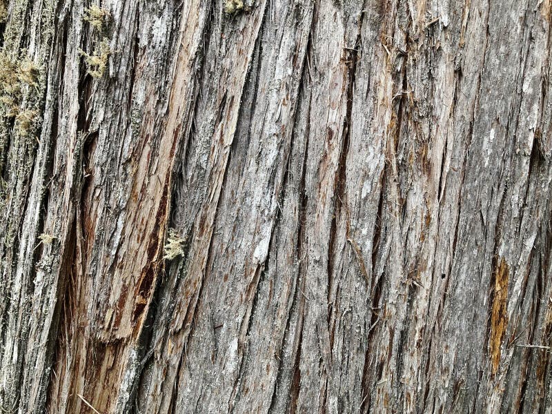 Rough and Peeling Tree Bark Abstract Texture Stock Photo - Image of ...