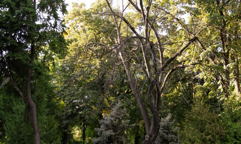 Abstract Image of a Withering Tree Surrounded by Lush Trees Creating ...