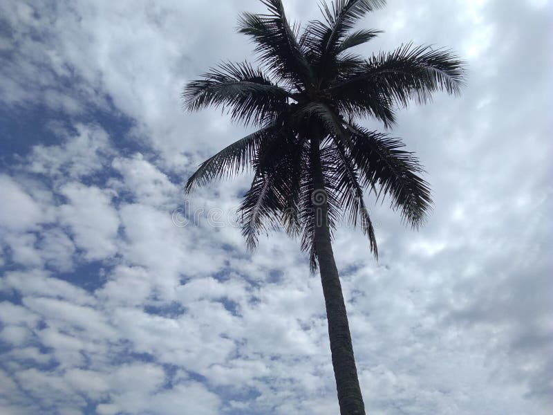 Abstract Images of Coconut Trees and Clouds Stock Photo - Image of ...