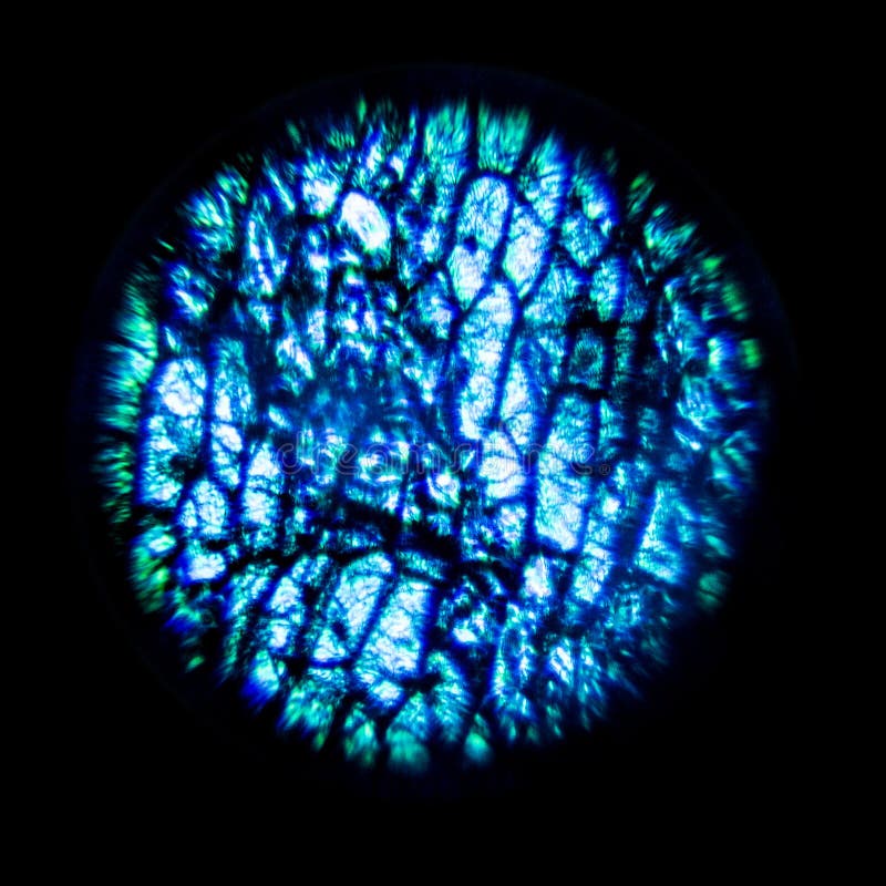 Abstract Images of Vegetable Cells Under a Microscope Stock Photo ...