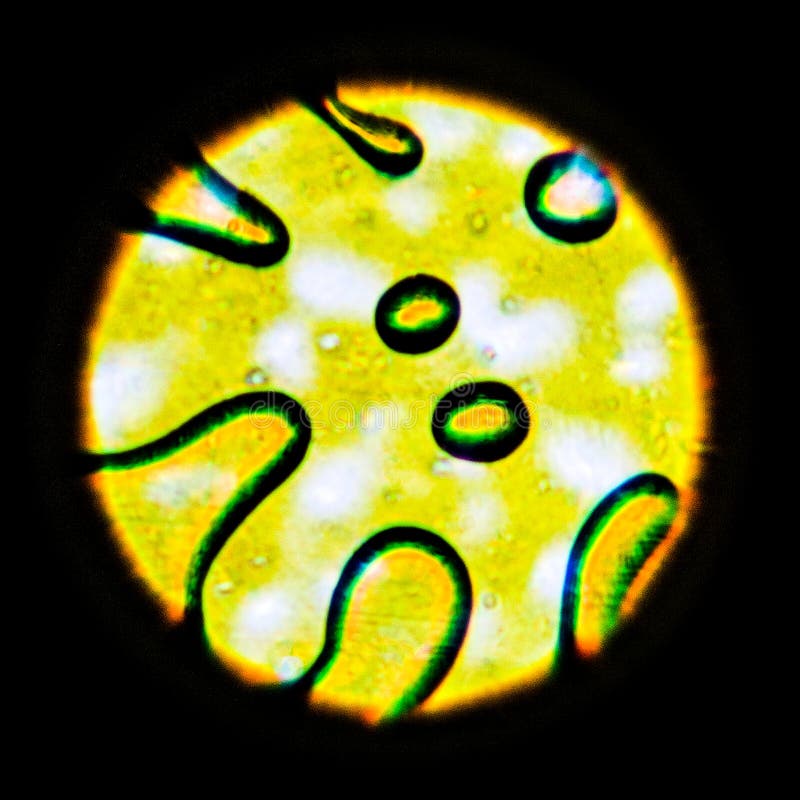 Abstract Images of Vegetable Cells Under a Microscope Stock Image ...