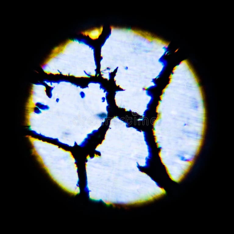 Abstract Images of Vegetable Cells Under a Microscope Stock Image ...