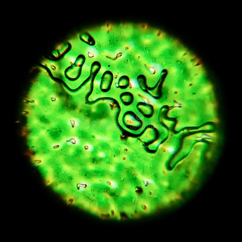 Vegetable Cell Textures Stock Photos - Free & Royalty-Free Stock Photos ...