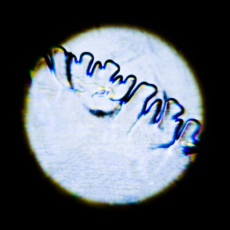 Abstract Images of Vegetable Cells Under a Microscope Stock Photo ...