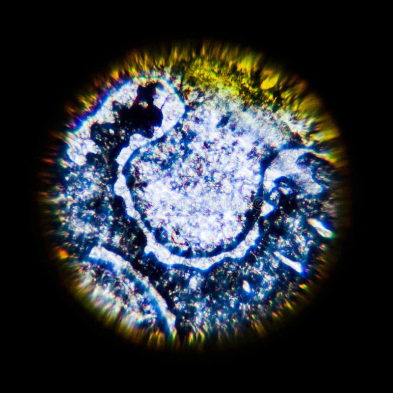 Abstract Images of Vegetable Cells Under a Microscope Stock Image ...