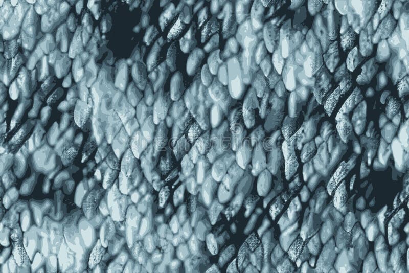 Fish Scales Under Microscope Stock Illustrations – 266 Fish Scales ...