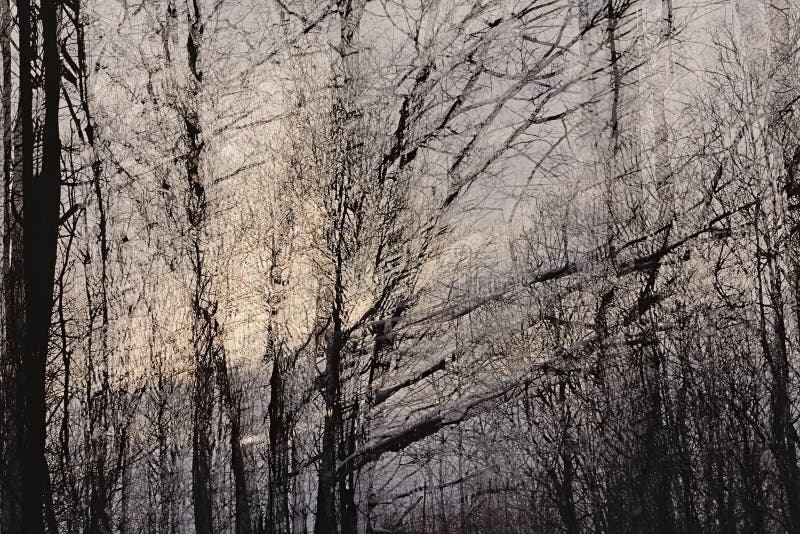 Impressionist Forest stock photo. Image of trunks, warm - 425412