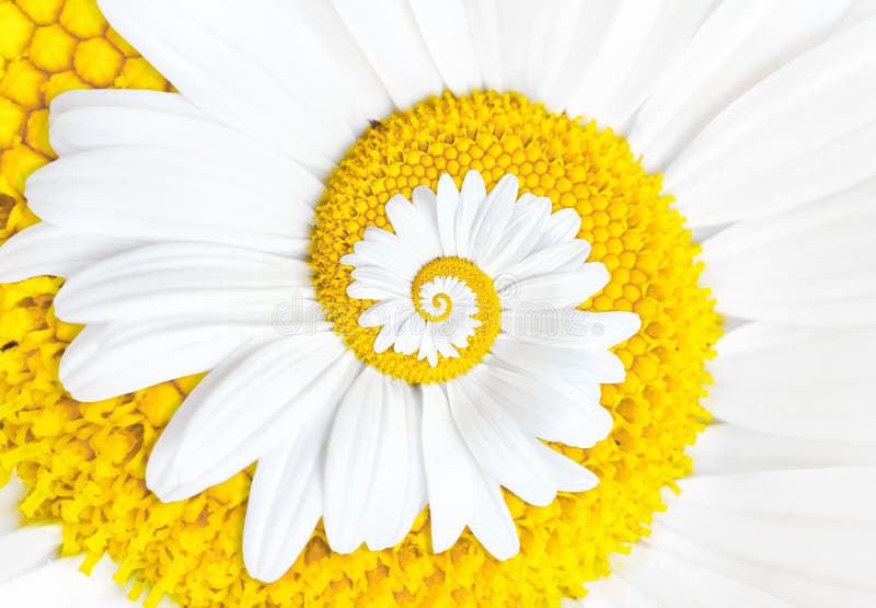 Abstract Infinite Loop Daisy Background Stock Image - Image of abstract ...