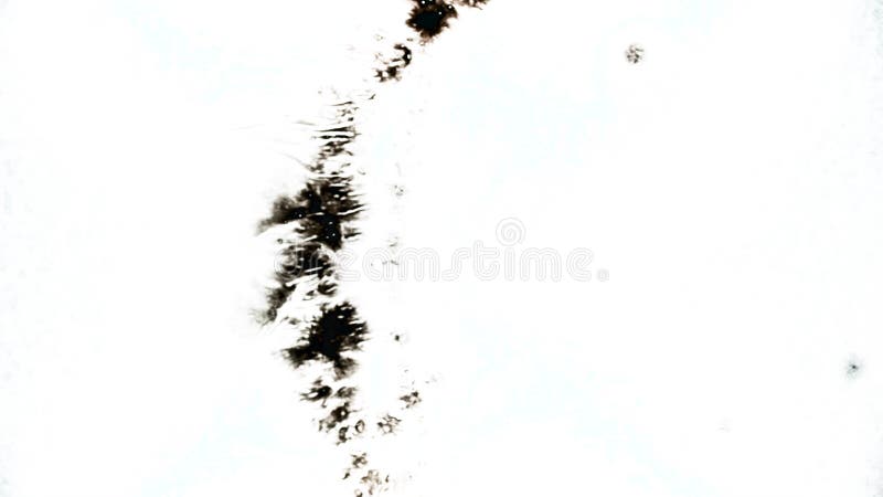 Abstract Ink Splatter Transition in Black and White Seamless Loop Stock ...