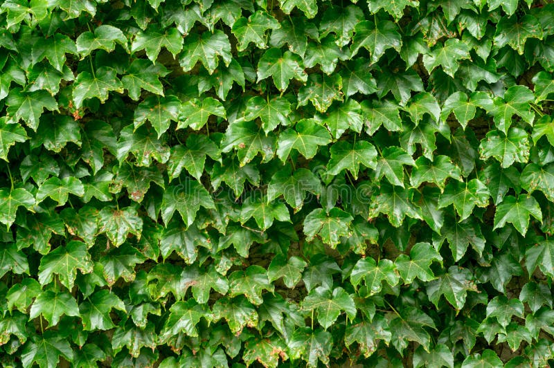 Abstract Ivy Leaves Background Stock Photo - Image of environmental ...