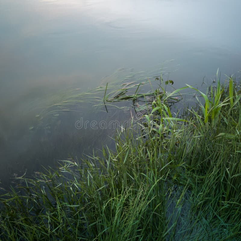 Abstract Landscape of River with Grass in Deep Clear Water and Grass on ...