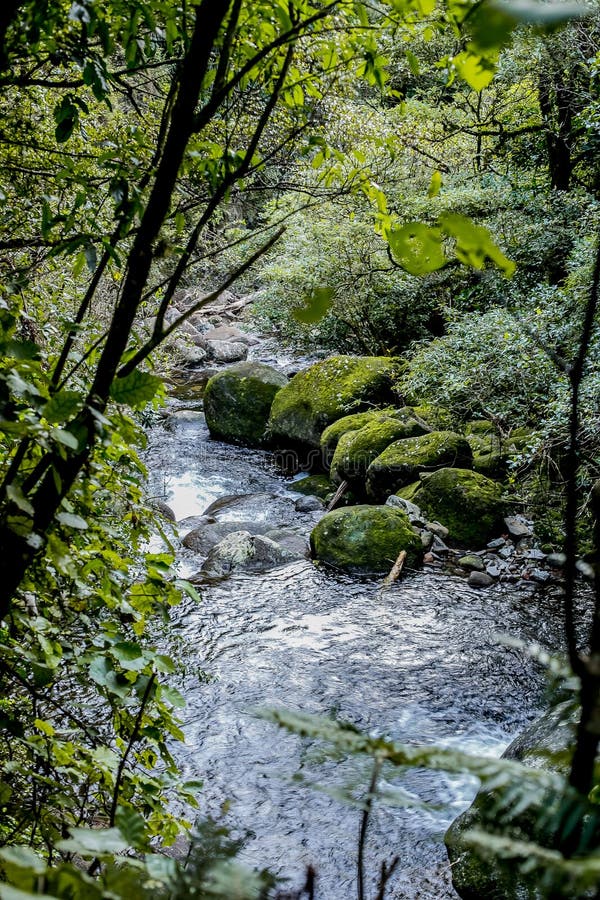 Abstract Forest Landscape with Smll Wooden Path on a Walking Track ...