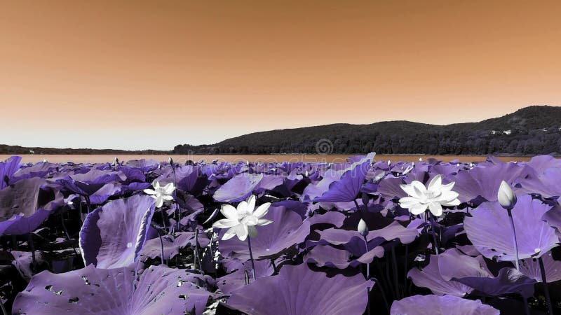 Abstract Landscape with White Lotus Flowers - 5K Stock Video - Video of ...