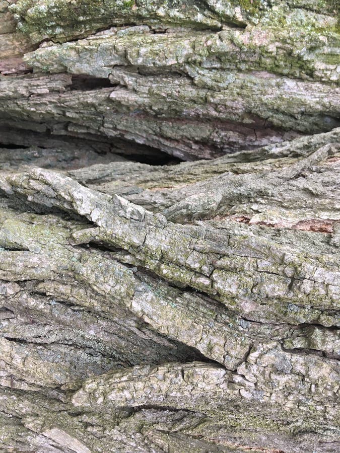 Abstract Large Tree Bark of Gray Color. Stock Image - Image of forest ...